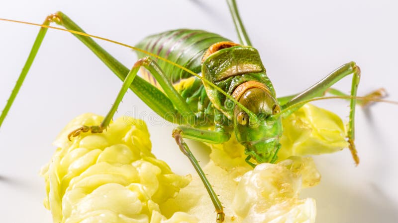 870 Locust Face Stock Photos - Free & Royalty-Free Stock Photos from ...