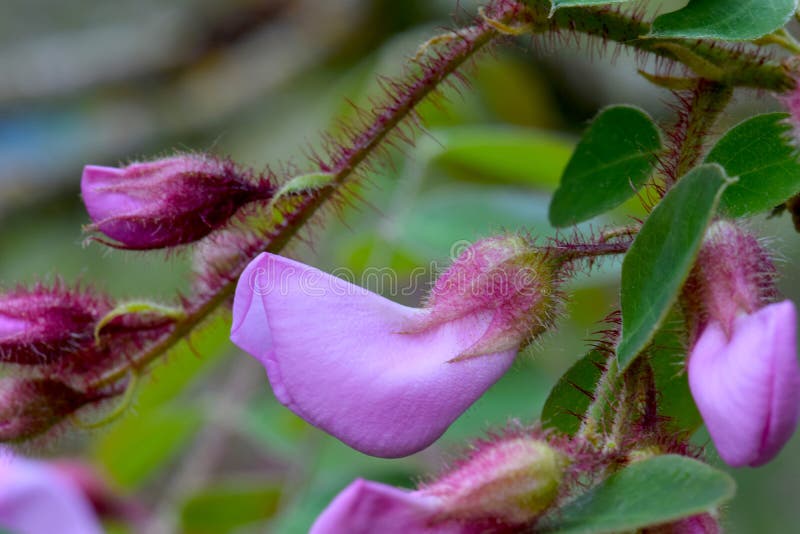 Locust Pink Blossom Bud 03 stock photo. Image of tree - 230791020