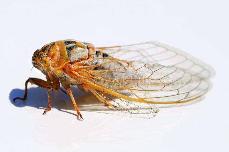 Locust profile stock photo. Image of winged, locust, animal - 5569608