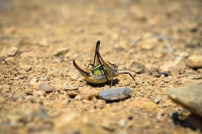 Locust on Sand stock photo. Image of wind, insect, locusts - 57547490