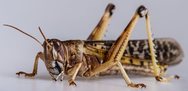Schistocerca Gregaria - the Desert Locust Stock Photo - Image of ...