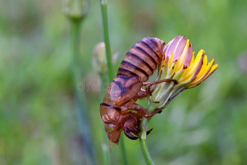 Locust Shell Attached To Dandelion Flower 02 Stock Photo - Image of ...