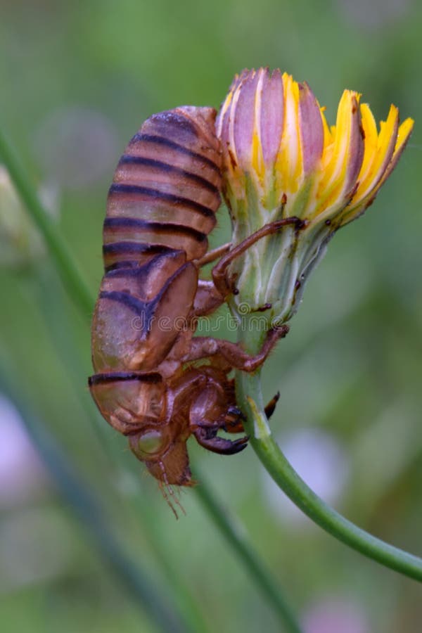 Locust Shell Attached To Dandelion Flower 04 Stock Photo - Image of ...