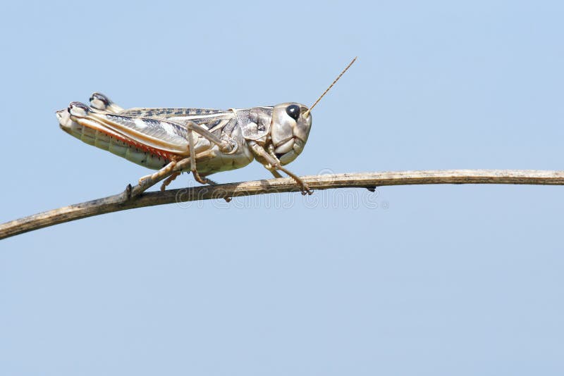 Locust stock photo. Image of natural, animal, macro, side - 42122920