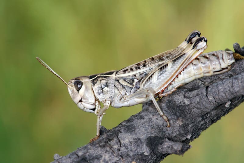 Locust stock photo. Image of life, grasshopper, wild - 41925798