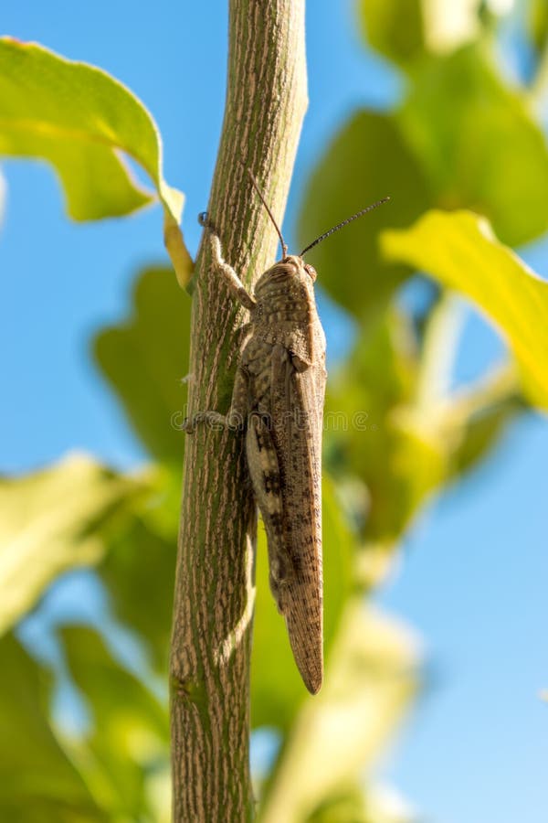 A Locust Sits on a Tree Branch. Stock Photo - Image of leaf, jump ...