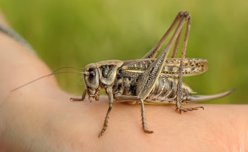 Locust sitting on hand stock photo. Image of growth - 185431612