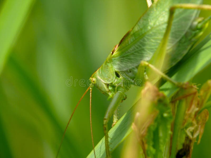Locust Sitting on Leave. a Grasshopper. Stock Image - Image of field ...