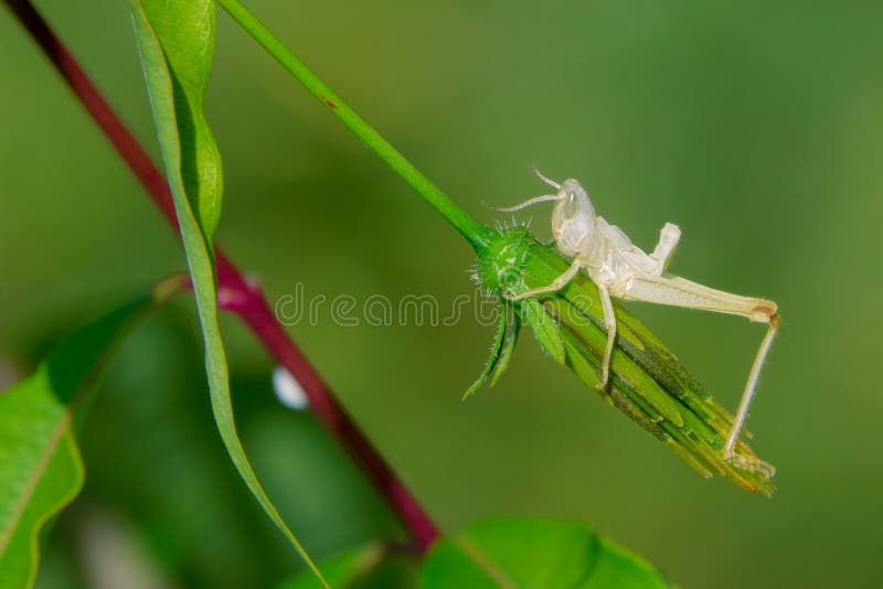 226 Locust Shell Stock Photos - Free & Royalty-Free Stock Photos from ...