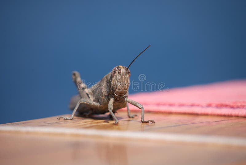 Locust stock image. Image of grass, face, insect, wood - 47730723