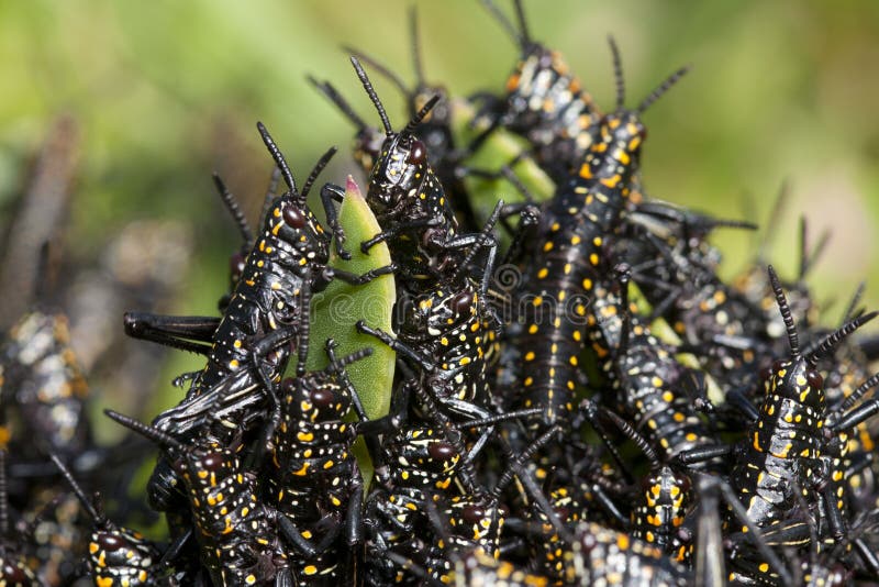 Locust in swarm eating stock photo. Image of locust, macro - 26431604