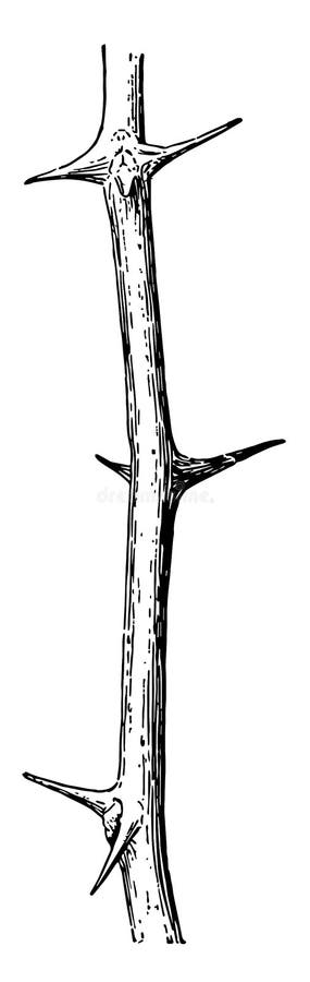 Locust Thorns Vintage Illustration Stock Vector - Illustration of white ...