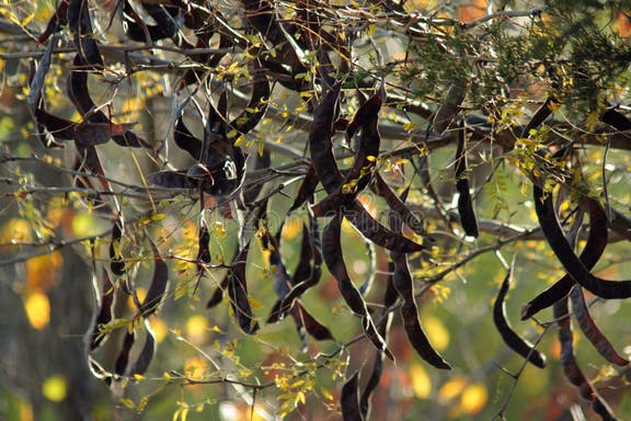 10,369 Seed Hanging Tree Stock Photos - Free & Royalty-Free Stock ...