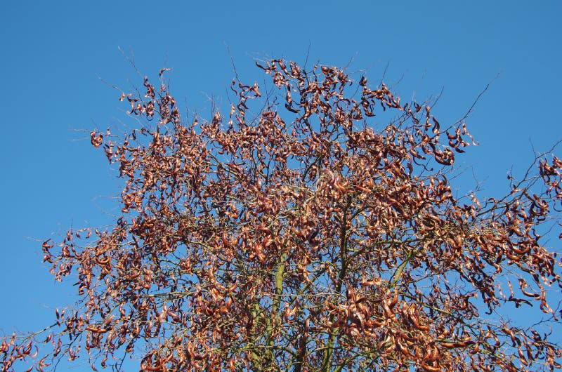 Locust tree stock image. Image of beans, fall, blue - 123376393