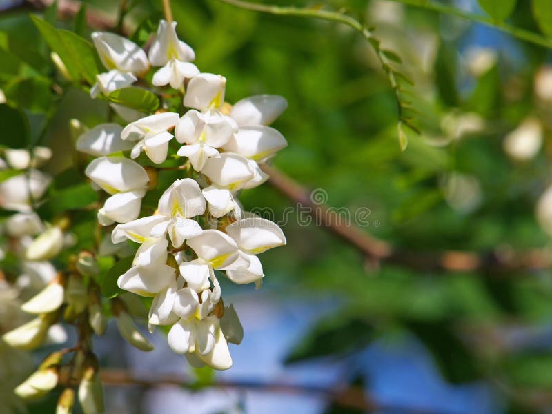 Locust Tree Blossom in Spring Stock Image - Image of pseudoacacia ...