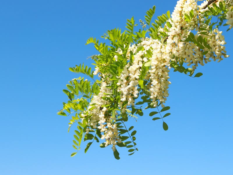 Locust tree blossom stock photo. Image of locust, leaves - 40859844