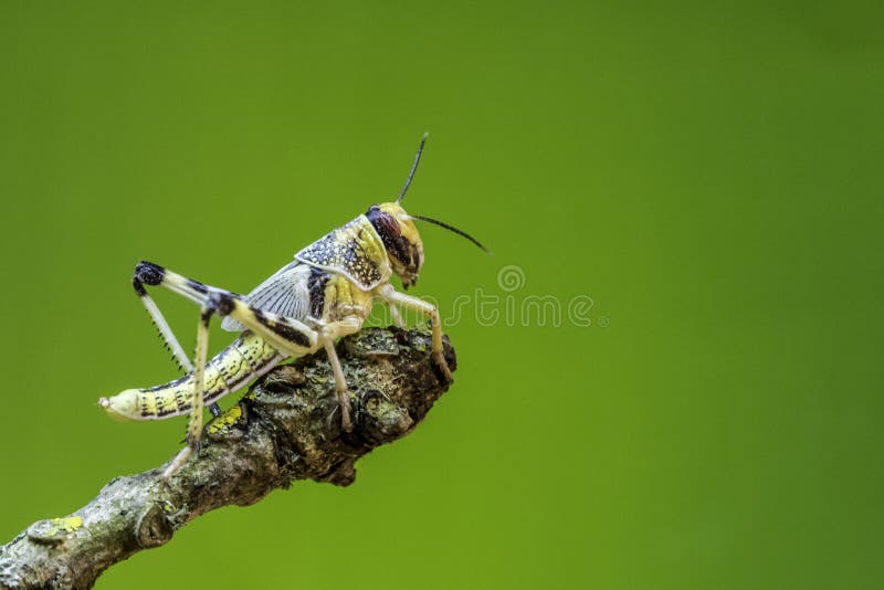 Locust stock image. Image of grasshopper, food, harvest - 218083143