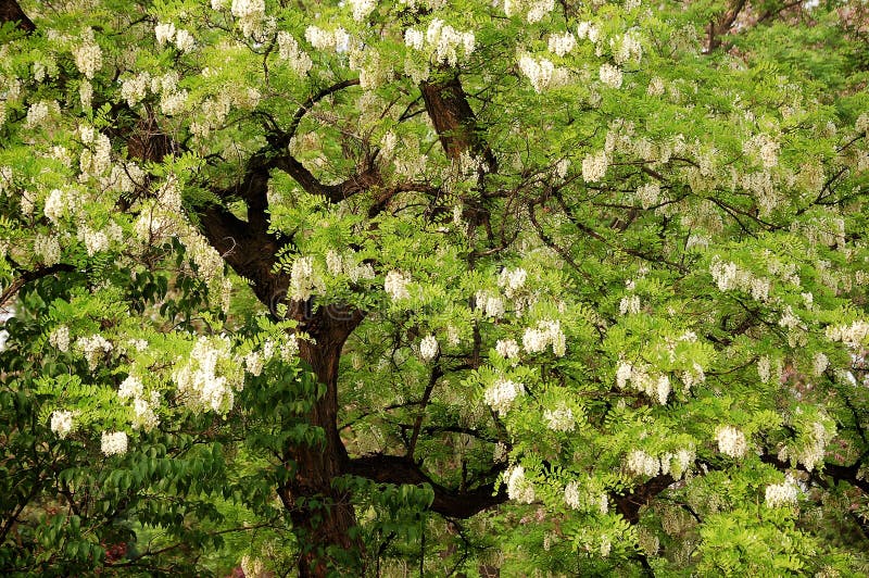 Locust Tree, Flowers Blooming in Spring Stock Photo - Image of blossom ...