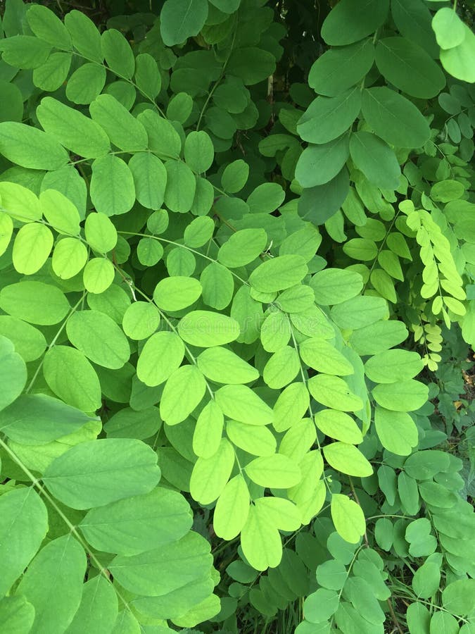 Locust tree leaves stock image. Image of photosynthesis - 99769983