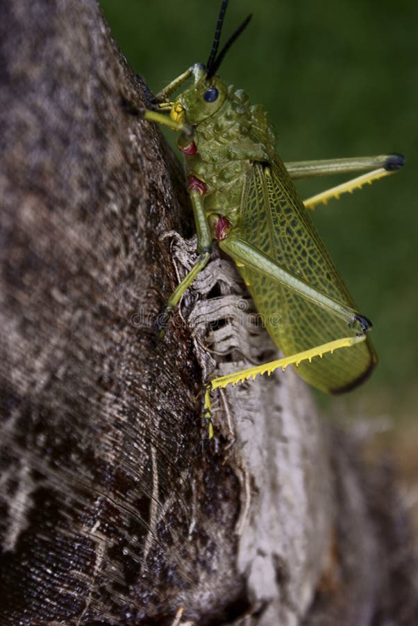 Locust profile stock photo. Image of winged, locust, animal - 5569608