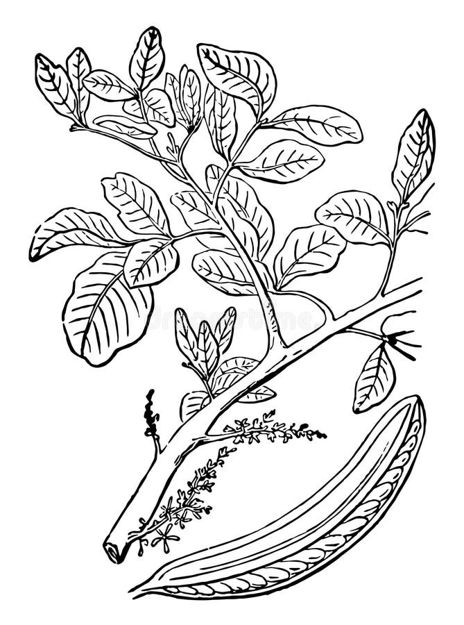 Locus Tree Stock Illustrations – 10 Locus Tree Stock Illustrations ...