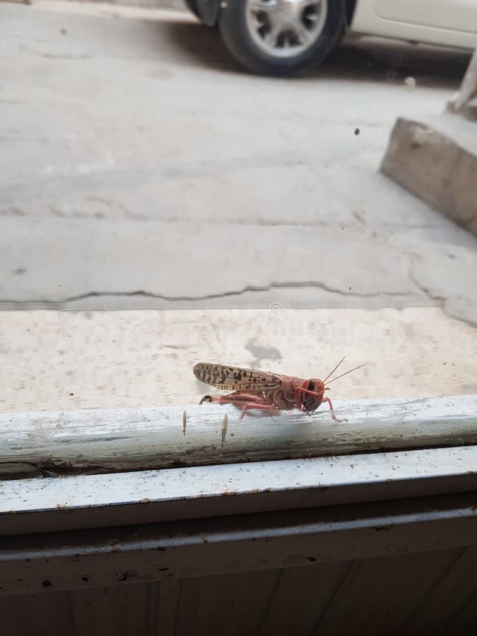 Locust Walking on a Glass Door at Home on Evening Time Stock Image ...