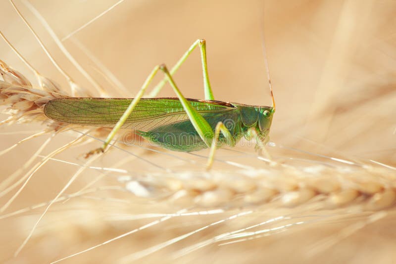 Locust on Wheat Grain. Crop Damage To Whole Grain Harvest Stock Image ...