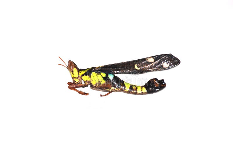 Locust in white stock photo. Image of brown, close, caelifera - 10494756