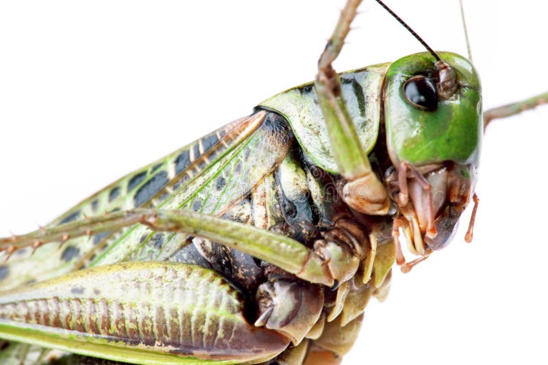 Locust stock photo. Image of live, isolated, color, invertebrate - 10467802