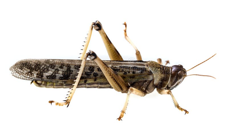 Locust on white background stock image. Image of natural - 29426199