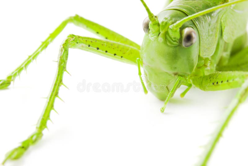 Locust on white background stock image. Image of color - 56860111