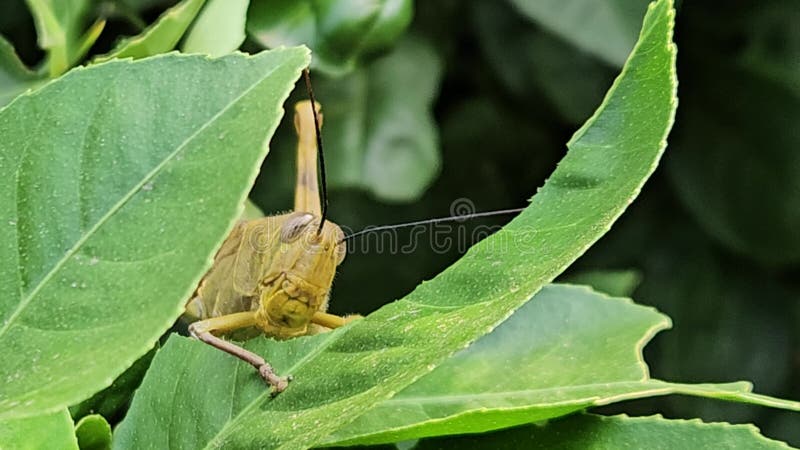 Locust stock footage. Video of caelifera, leaf, macro - 352773074