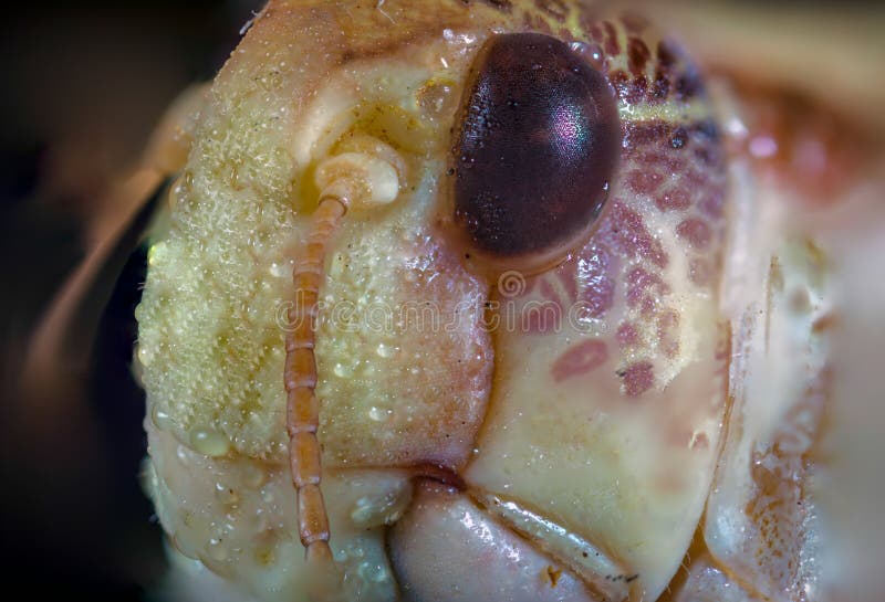 Locust on White Background. Side View Stock Photo - Image of antenna ...
