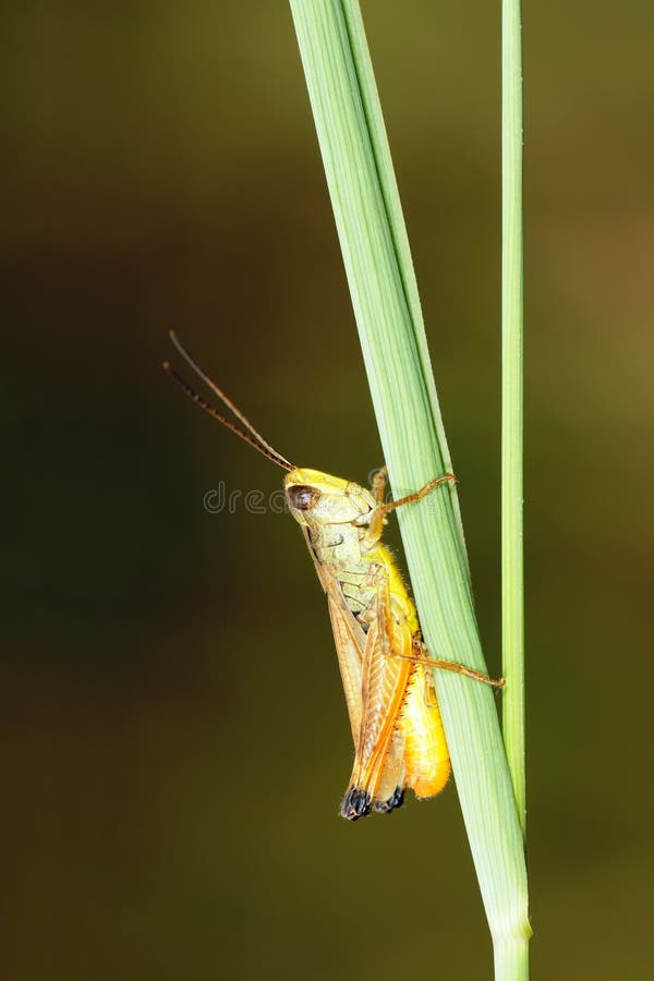 Locust stock image. Image of closeup, grass, wild, insects - 41926043