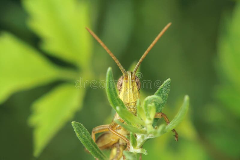 Locust stock image. Image of keek, locusts, animals, wild - 42122683