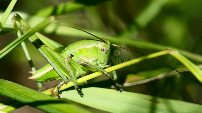 Locusta immagine stock. Immagine di erba, verde, piedini - 12648825