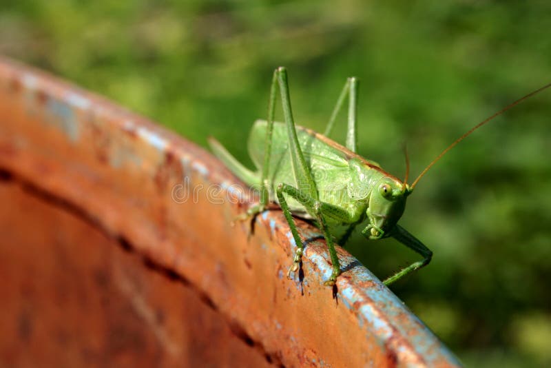 Locusta immagine stock. Immagine di mascella, locusta, nave - 187819