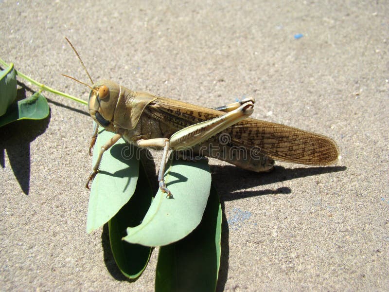 Locusta fotografia stock. Immagine di solitario, locusta - 74723862