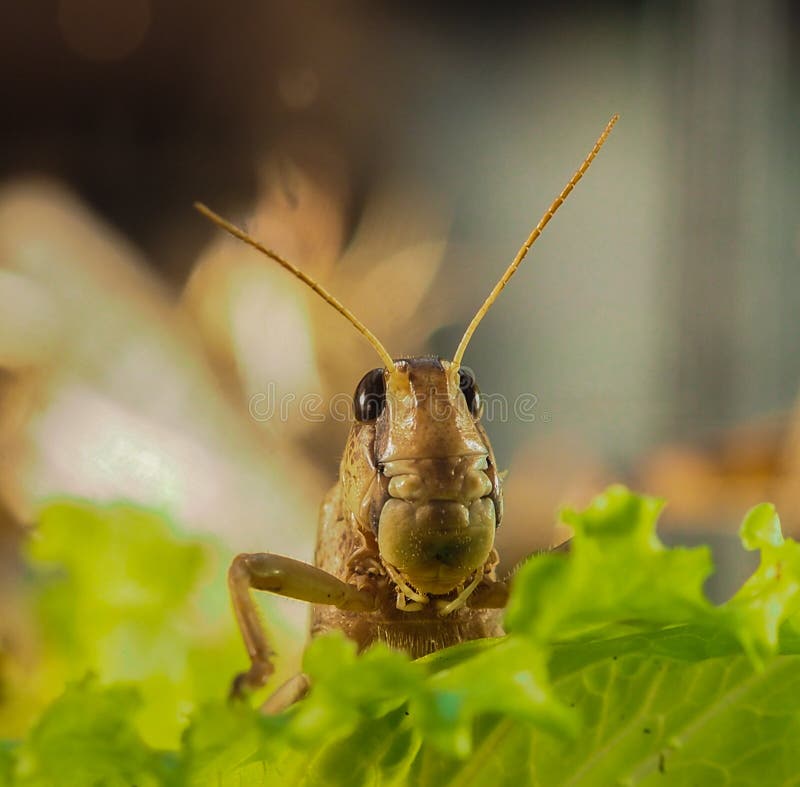 Locusta fotografia stock. Immagine di insetto, foglio - 71221760