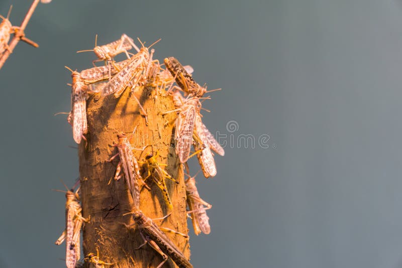 Locusta Africana Del Deserto Fotografia Stock - Immagine di africa ...