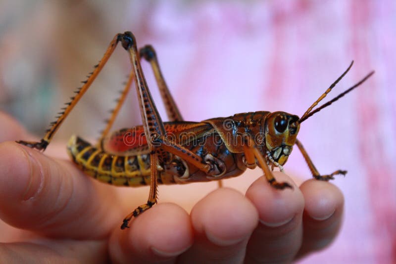 Locusta gigante fotografia stock. Immagine di antenne - 36807364