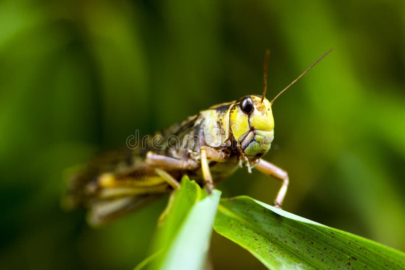 Locusta Migratore (locusta Migratoria) Fotografia Stock - Immagine di ...