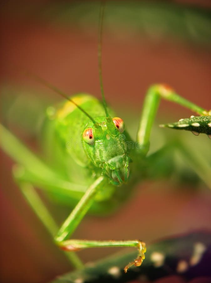 Locusta migratoria stock photo. Image of antenna, locusta - 13491838
