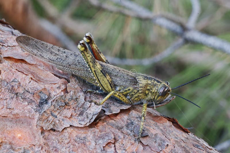 Locusta migratoria, female stock image. Image of horned - 200991587