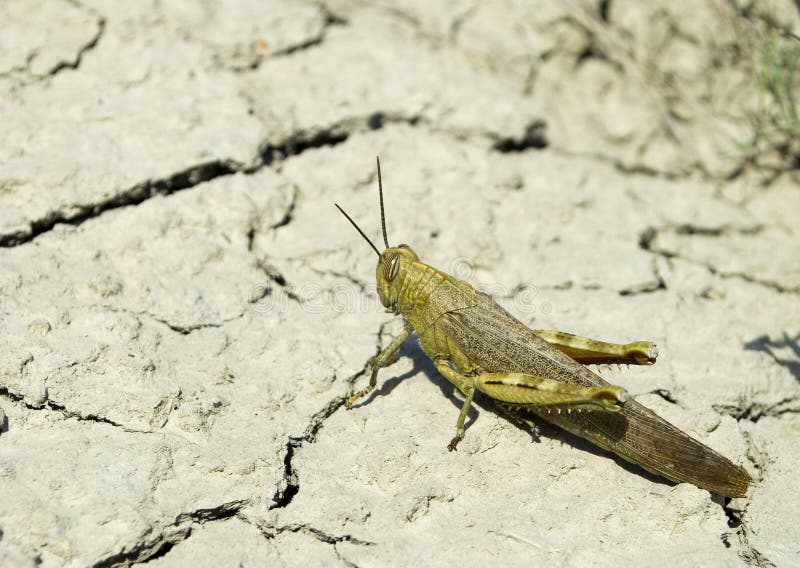 Locusta migratoria stock image. Image of outdoor, migratoria - 41373679