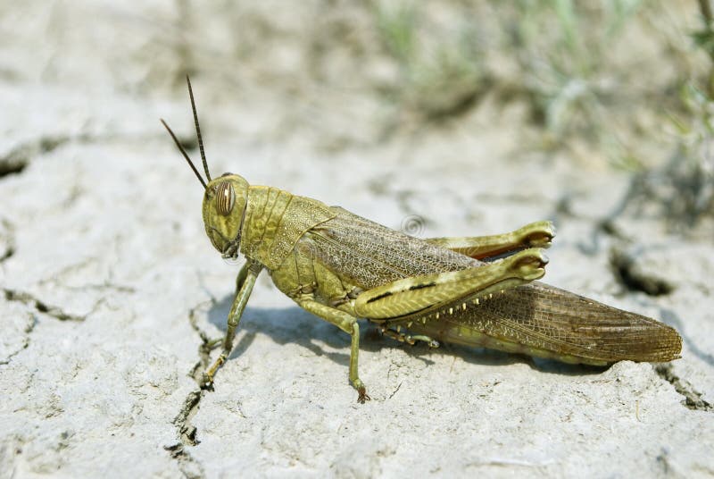 Locusta migratoria stock image. Image of outdoor, migratoria - 41373679
