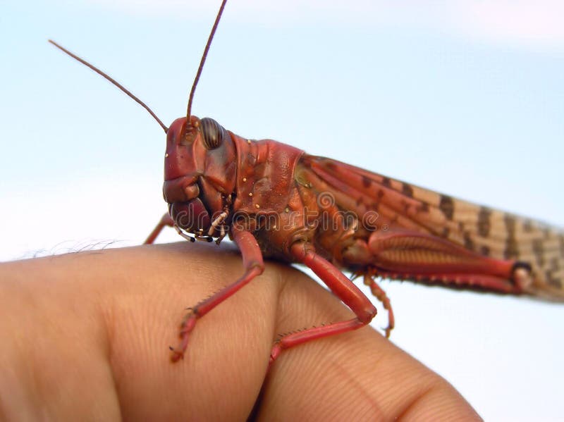 Locusta rossa fotografia stock. Immagine di rosso, locusta - 633966