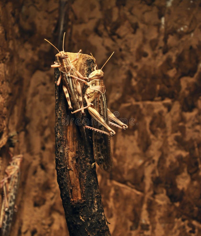 Locusts stock photo. Image of wings, crispy, locust, meal - 18761894
