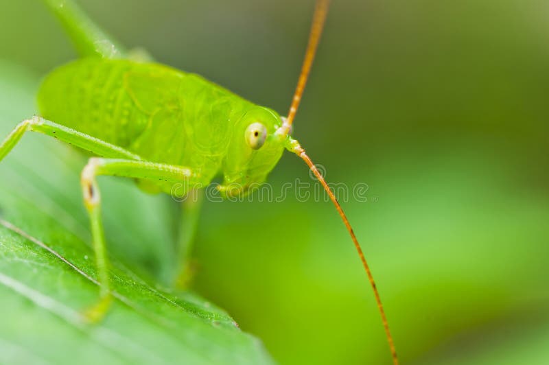 Locusts stock photo. Image of pest, locusts, hopper, green - 25302494