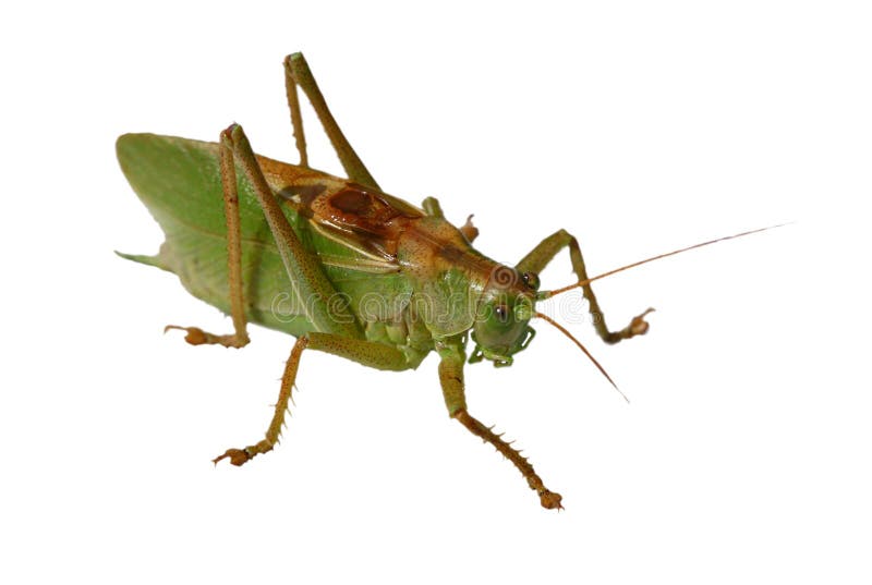 Locusts stock image. Image of grasshoppers, spring, locusts - 6165781